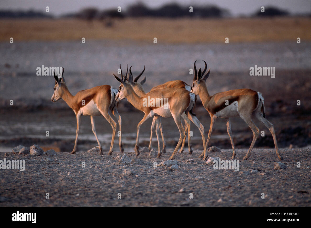 D marsupialis hi-res stock photography and images - Alamy