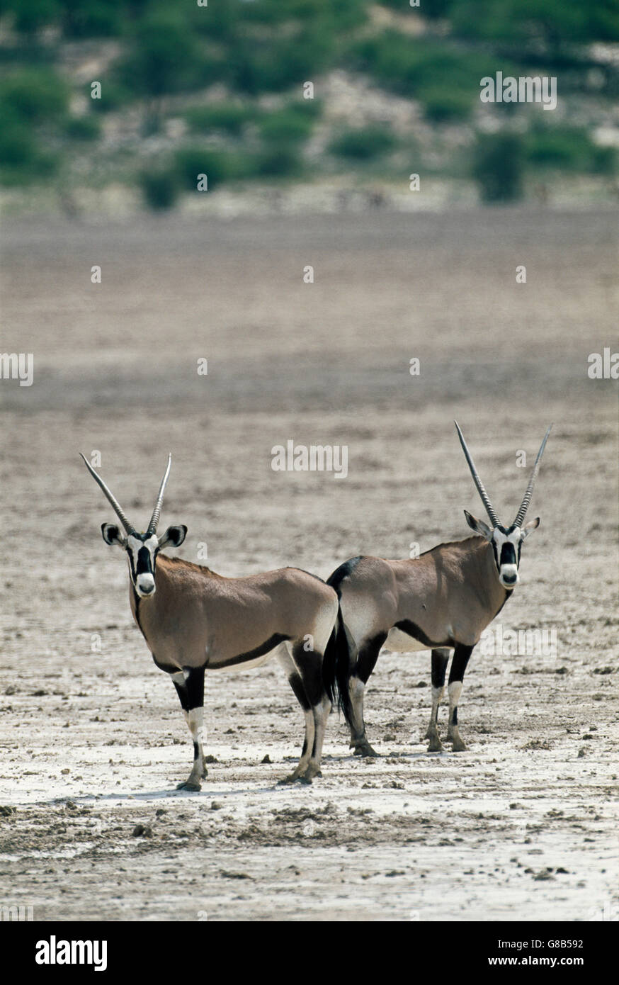 Sabre antelopes hi-res stock photography and images - Alamy