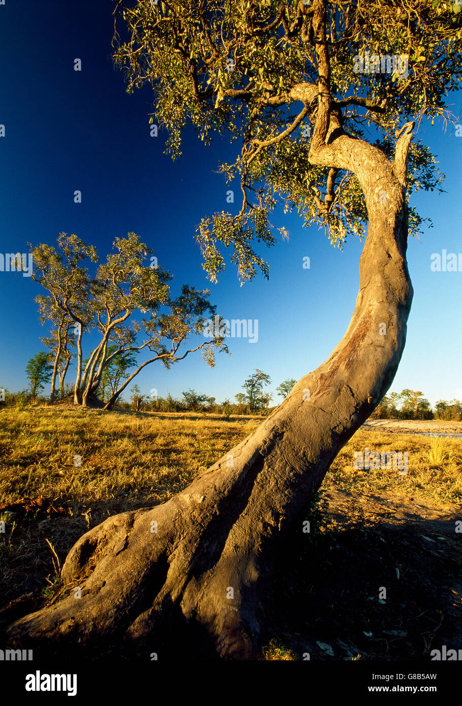 Botswana trees hi-res stock photography and images - Alamy