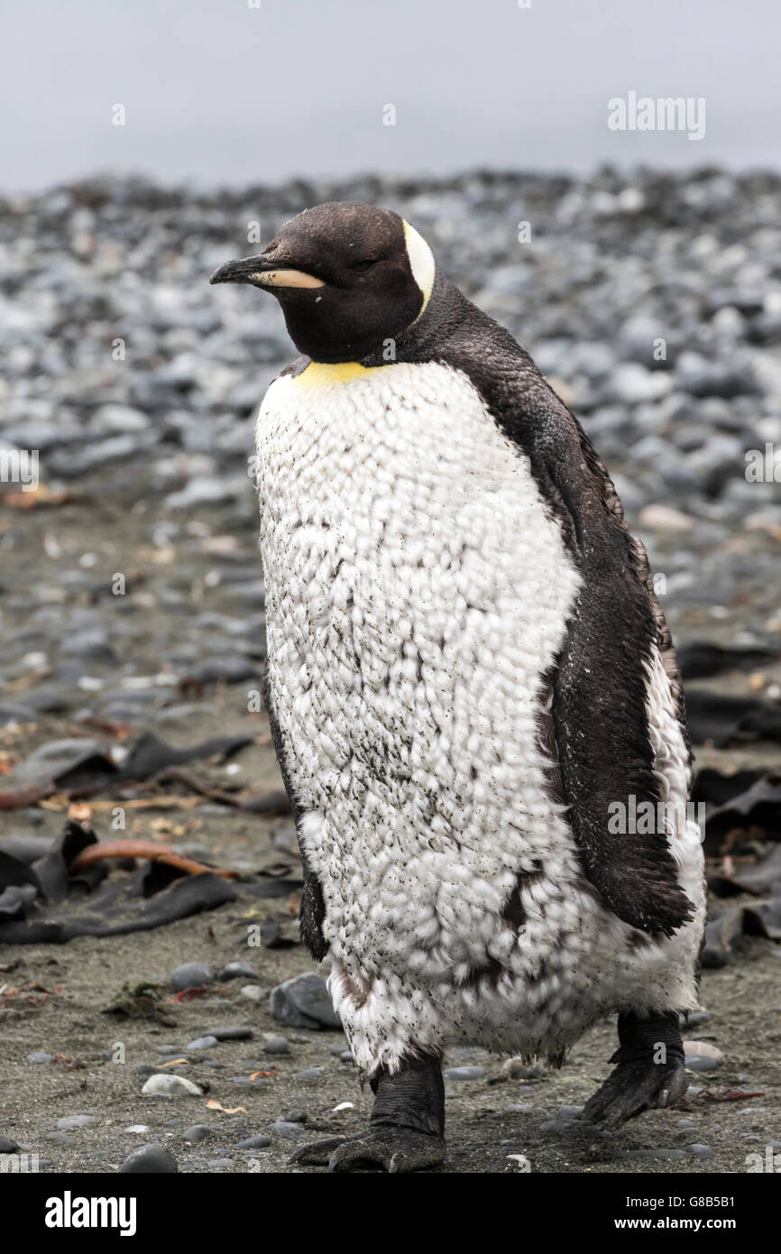 Moulting adult king penguin at Macquarie Island, Australian sub ...