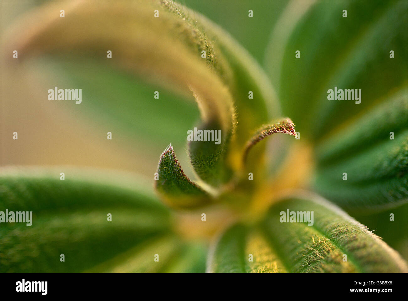 Malawi Plant close-up Stock Photo - Alamy