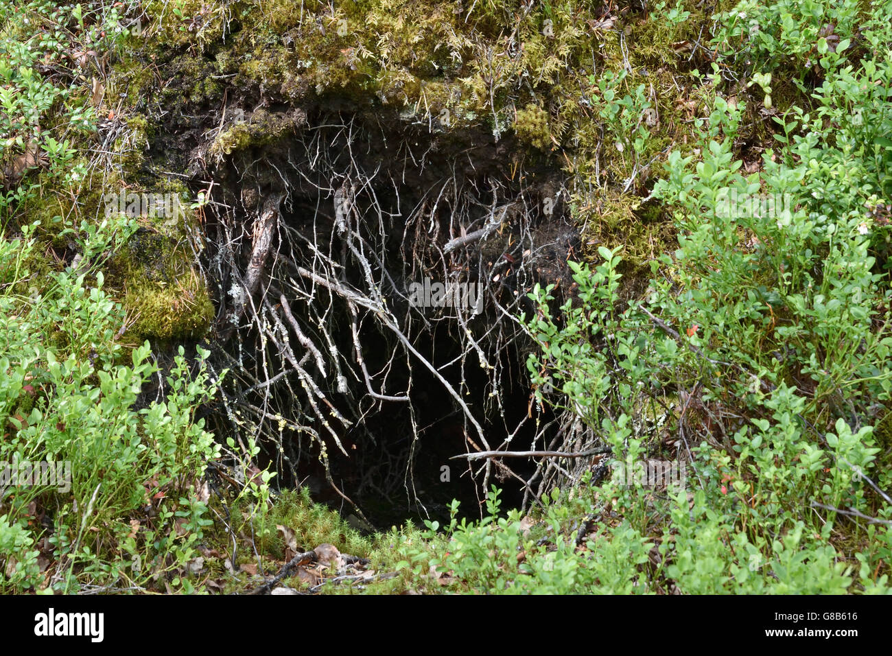 Bears den hi-res stock photography and images - Alamy