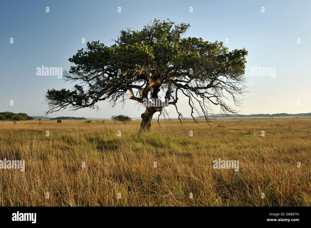 Mozambique Maputo Special Reserve. Tree in vlei Stock Photo - Alamy