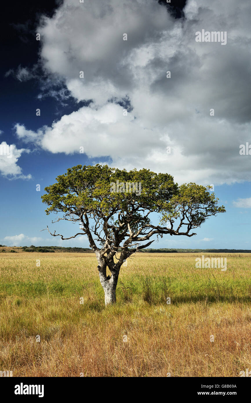 Mozambique Maputo Special Reserve. Tree in vlei Stock Photo - Alamy