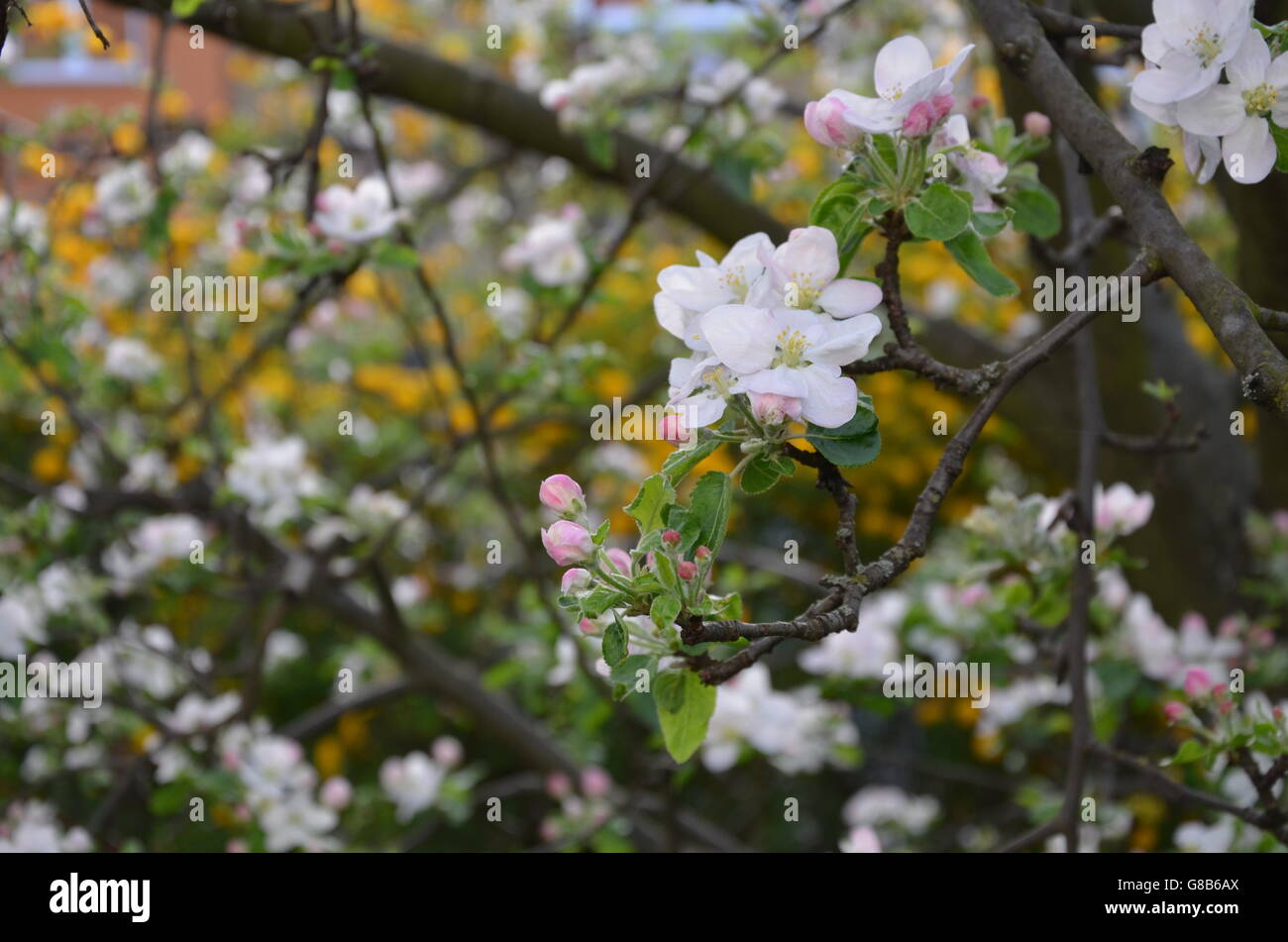 Apple tree in bloom Stock Photo - Alamy