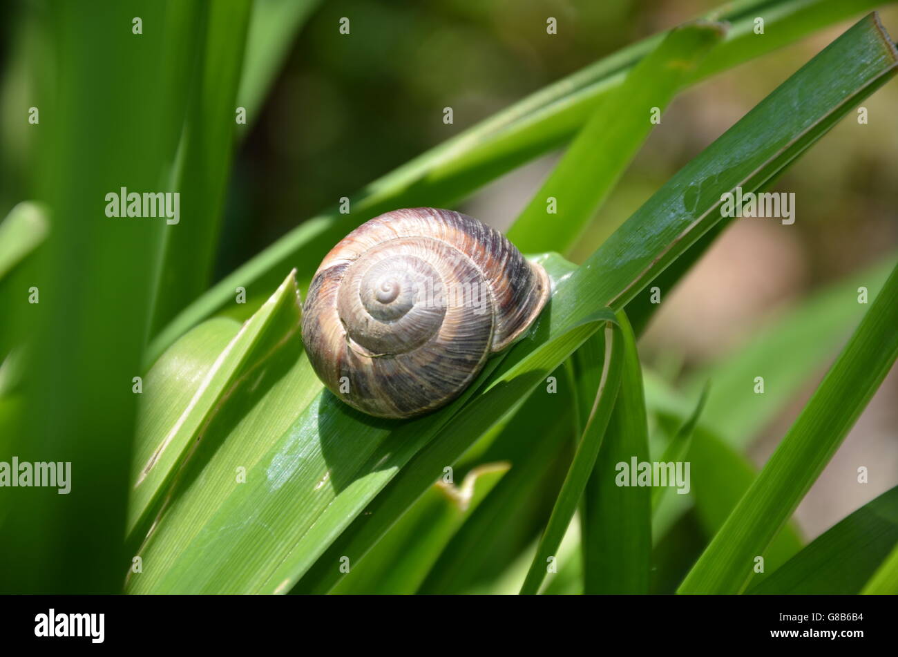 Hidden Snail High Resolution Stock Photography and Images - Alamy