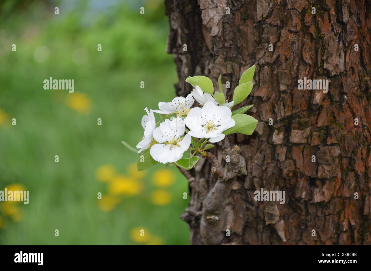 Pear tree in bloom Stock Photo - Alamy