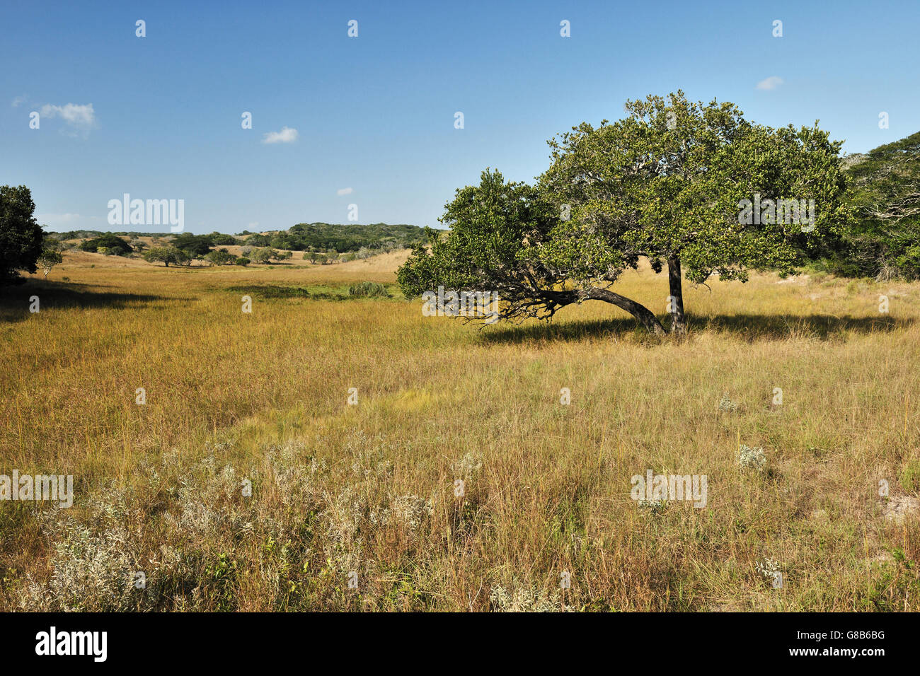 Mozambique Maputo Special Reserve. Tree in vlei Stock Photo - Alamy