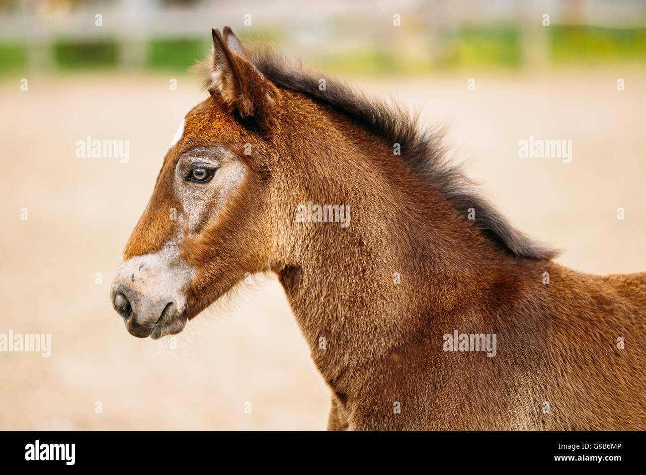 Foal head horse portrait hi-res stock photography and images - Alamy