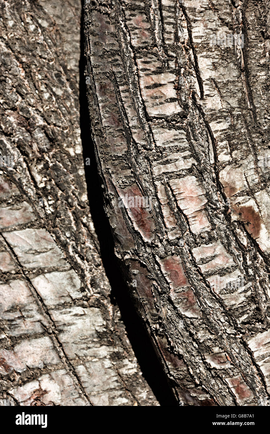 Abstract tree bark closeup Stock Photo - Alamy