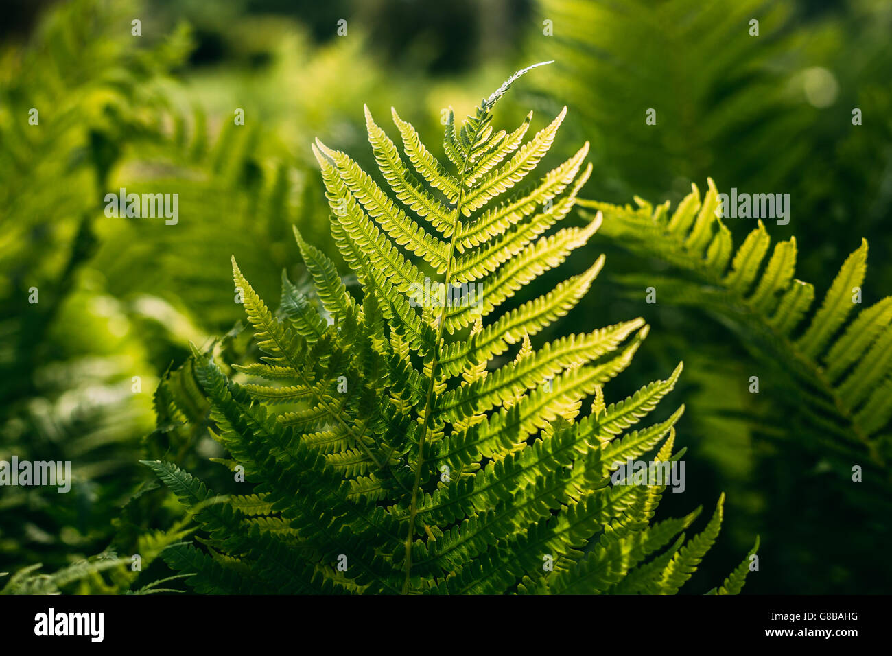 Beautiful ferns leaves green foliage natural floral fern background in ...