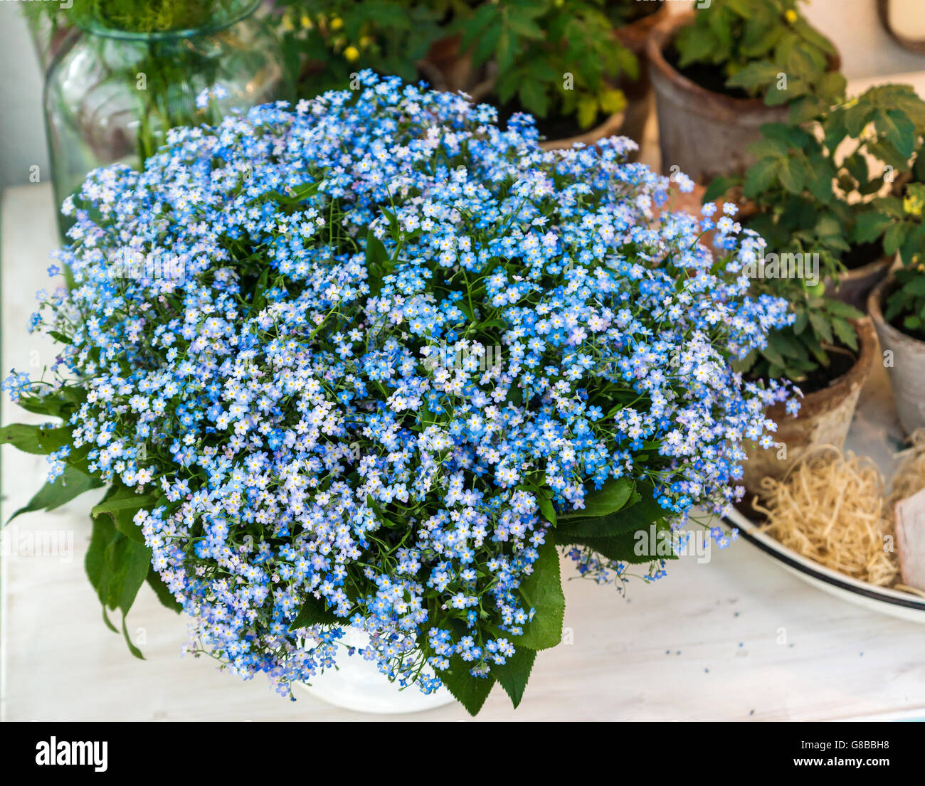 beautiful blue flowers in a porcelain vase on a table .vintage style ...