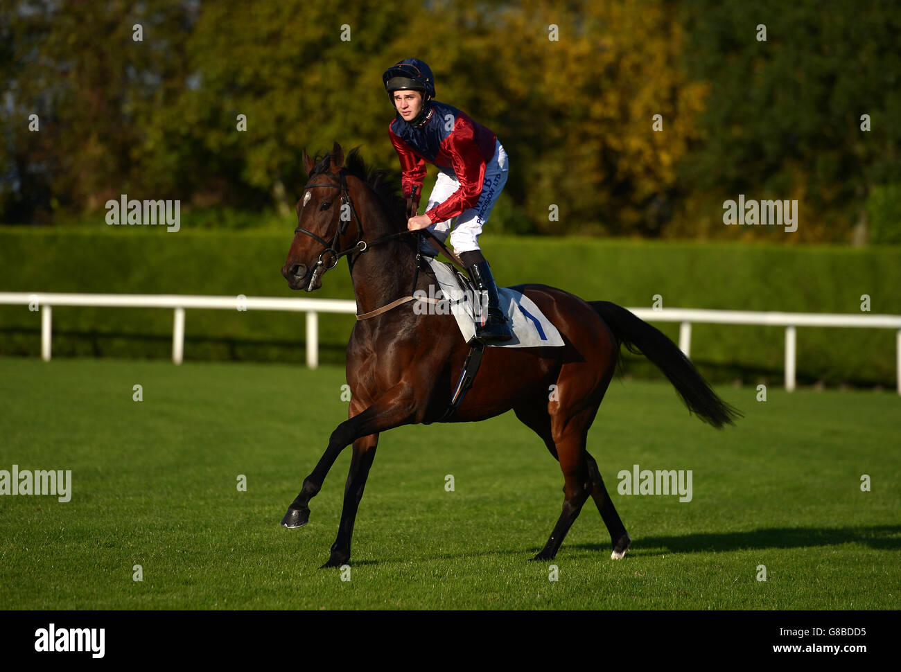 Isabella bird horse hi-res stock photography and images - Alamy