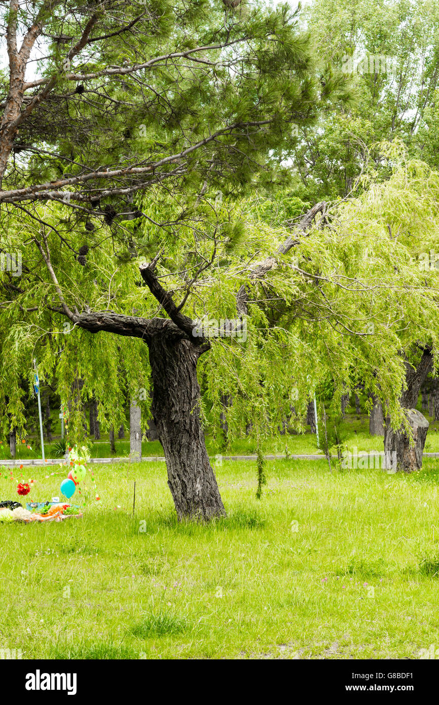 Spring Nature. Beautiful Landscape. Park with Green Grass and Trees ...