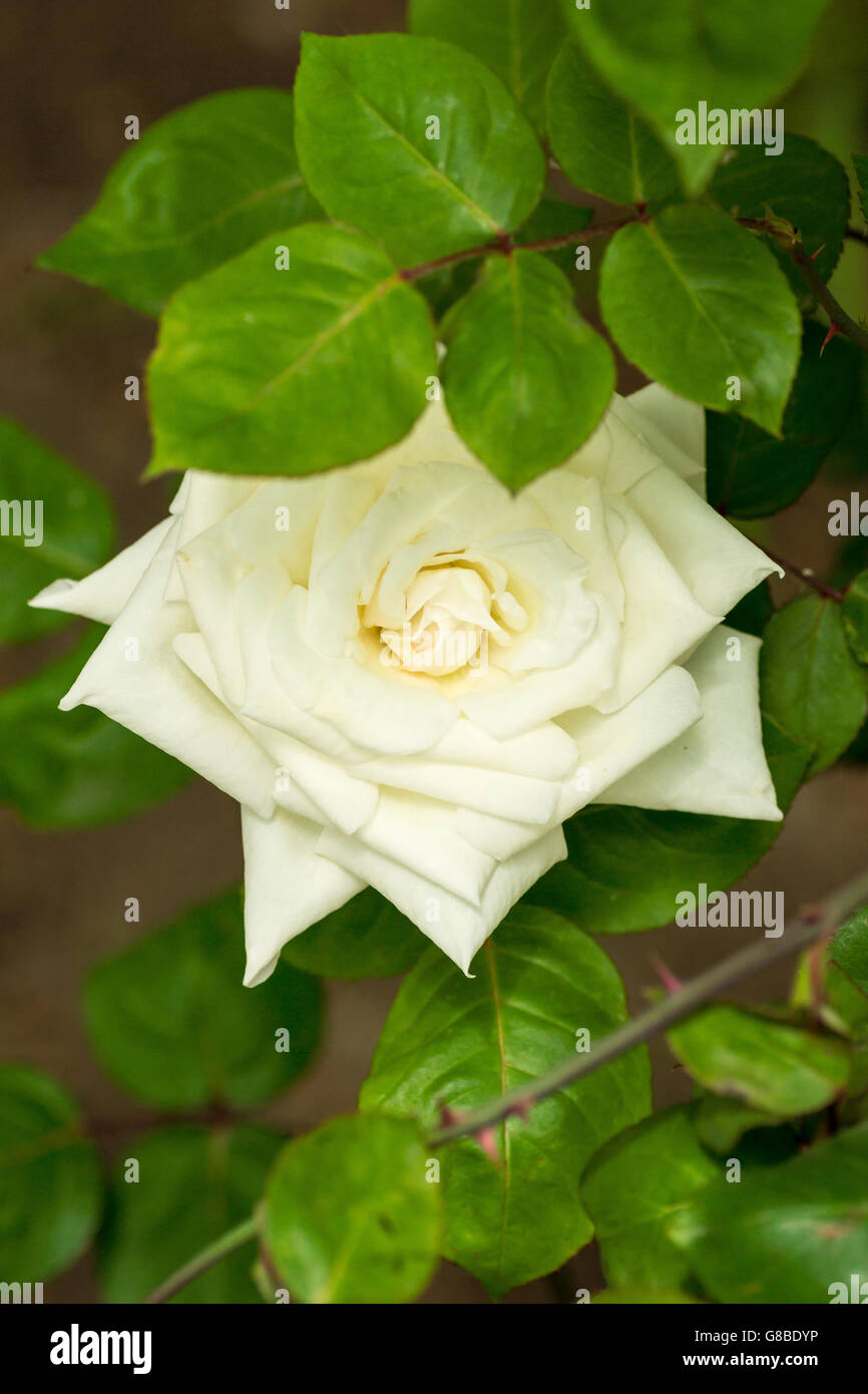 White rose flower in the garden Stock Photo - Alamy