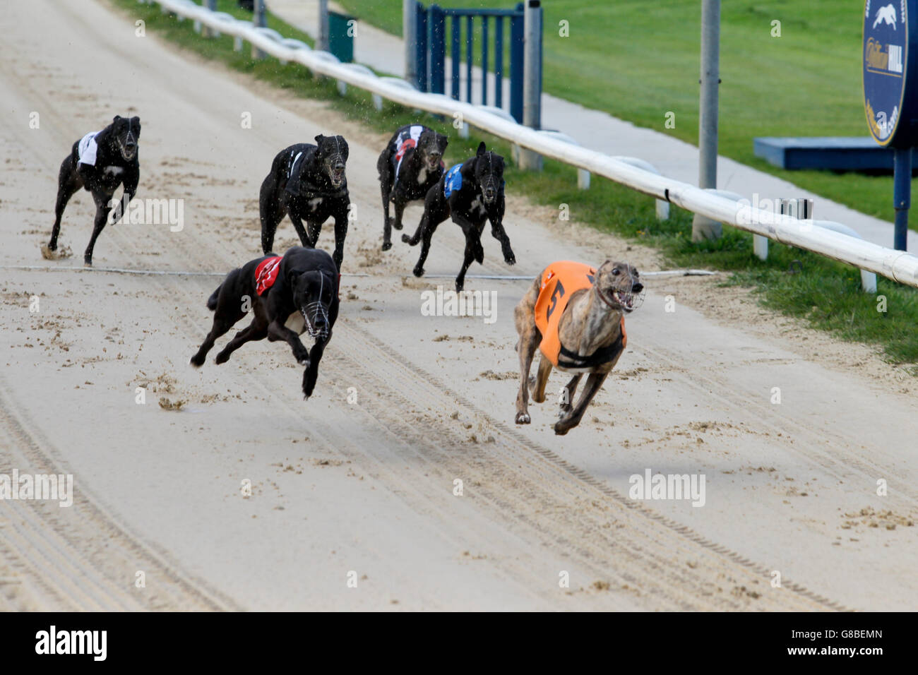 Greyhound Racing - Sunderland Greyhound Stadium Stock Photo - Alamy