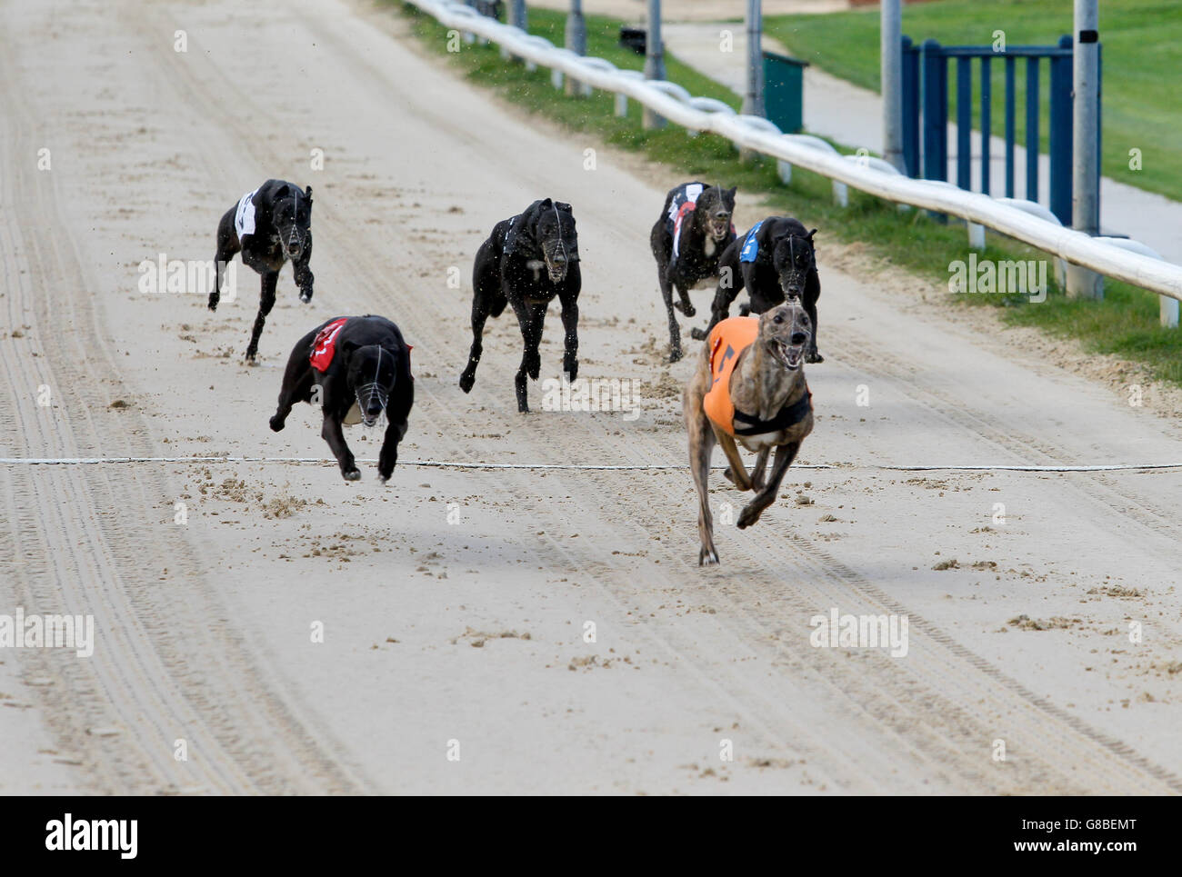 Greyhound Racing - Sunderland Greyhound Stadium Stock Photo - Alamy