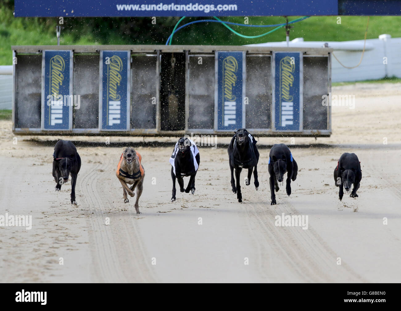 Greyhound Racing - Sunderland Greyhound Stadium Stock Photo - Alamy
