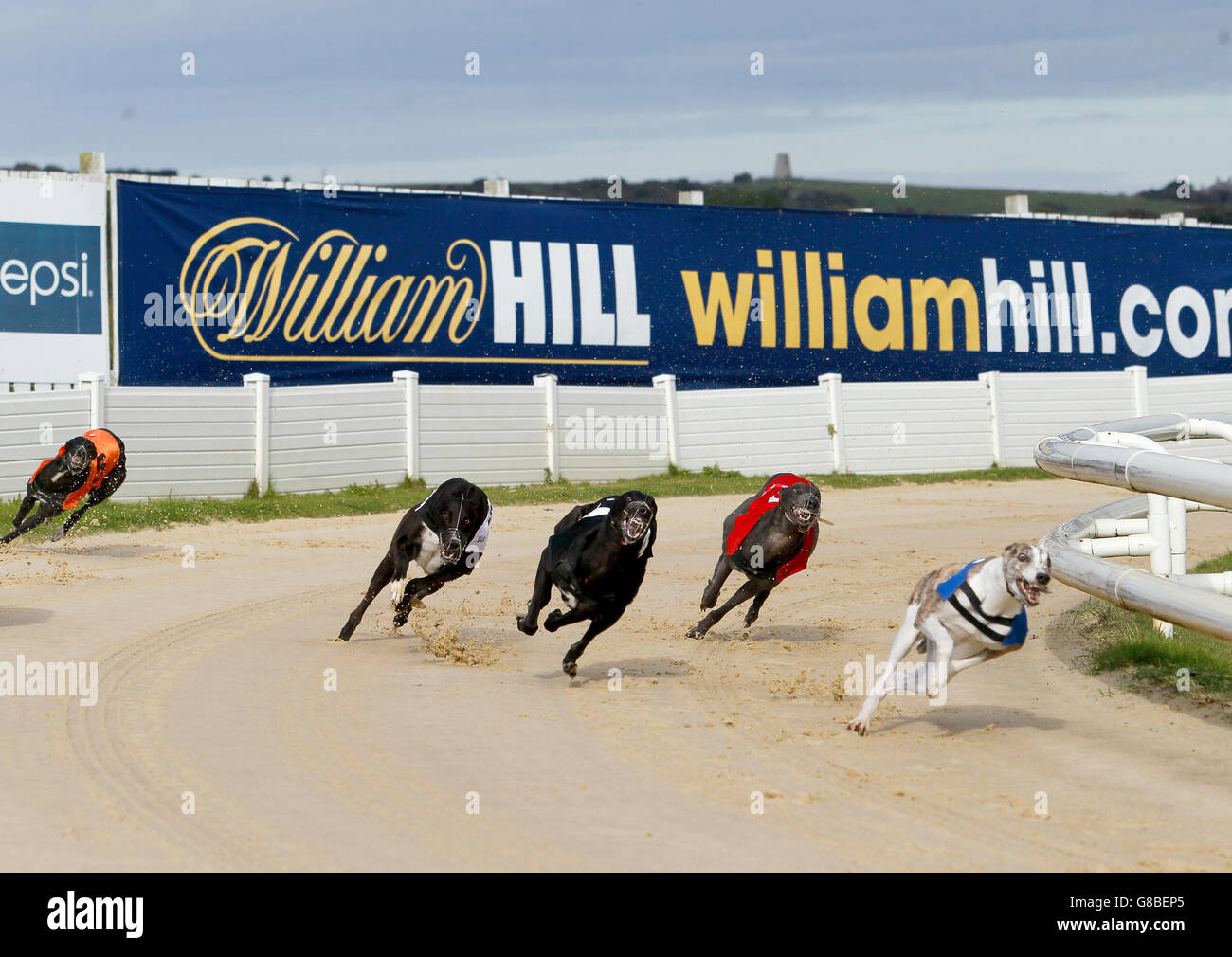 Greyhound Racing - Sunderland Greyhound Stadium. Mollys Diamond (right ...