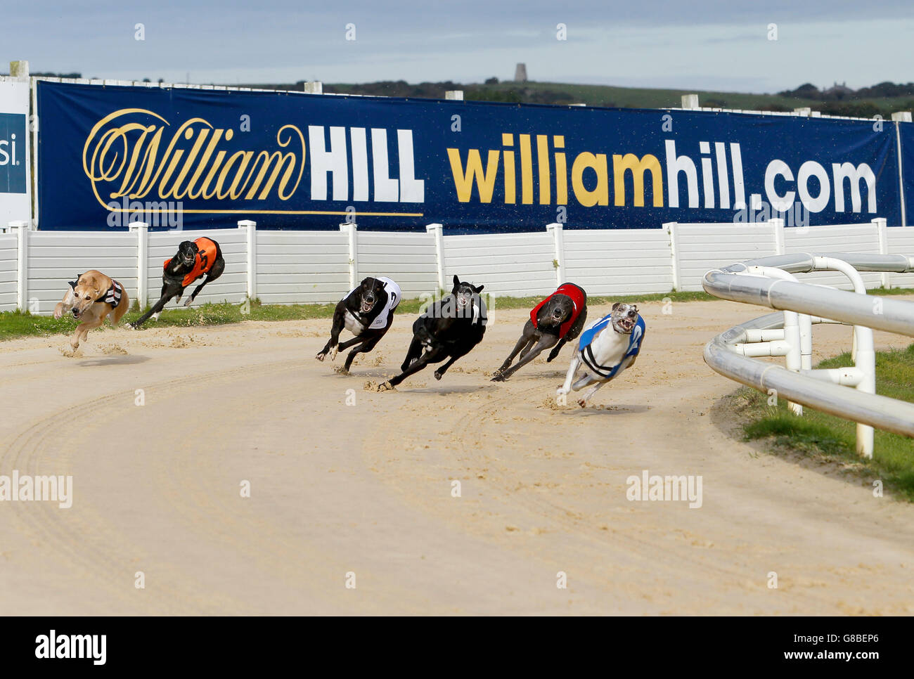 Greyhound Racing - Sunderland Greyhound Stadium Stock Photo - Alamy