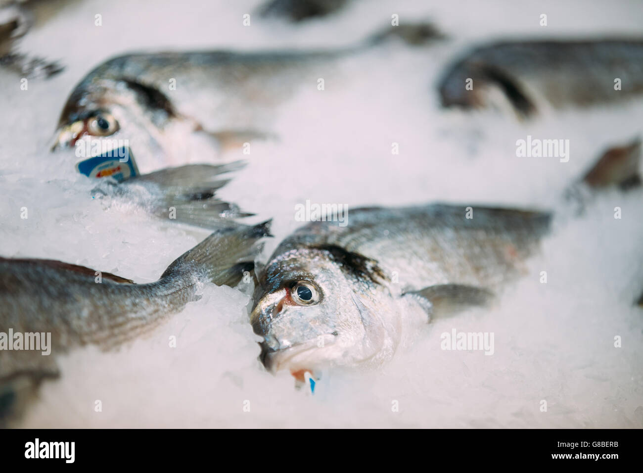 Raw delicious fresh fish on ice on market store shop. Dorado fish on ...