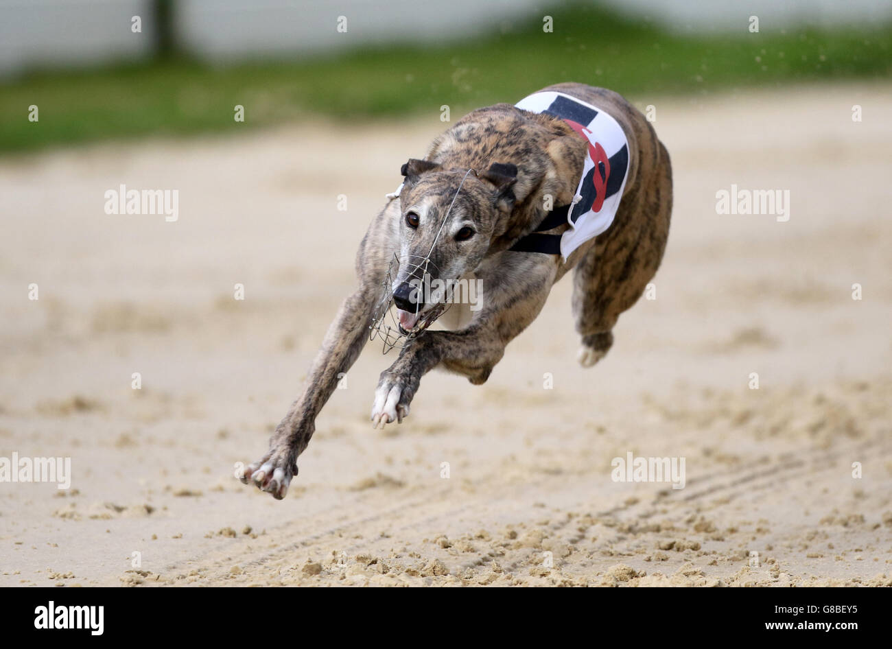 Greyhound Racing - Sunderland Greyhound Stadium Stock Photo - Alamy
