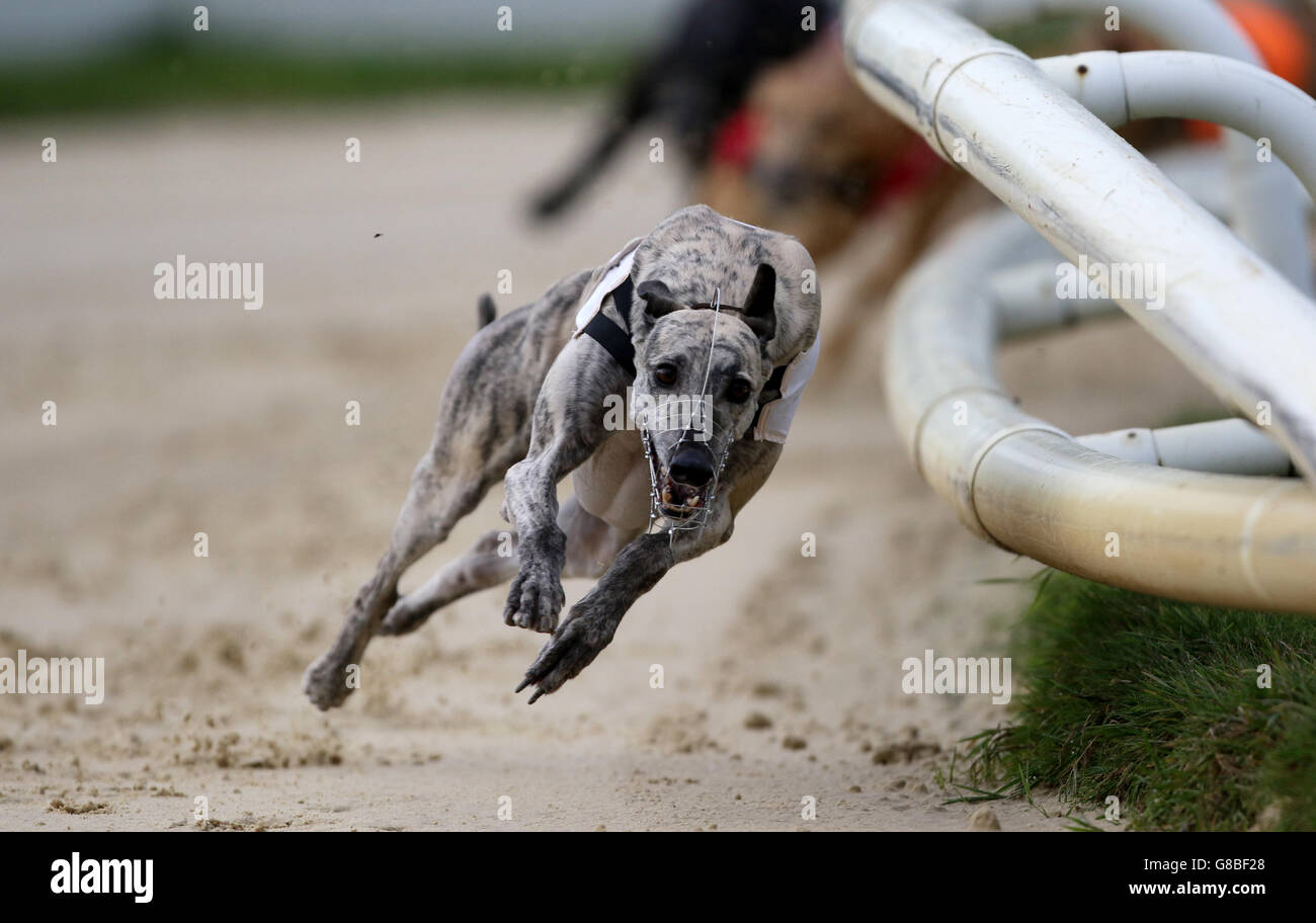 Greyhound Racing - Sunderland Greyhound Stadium Stock Photo - Alamy