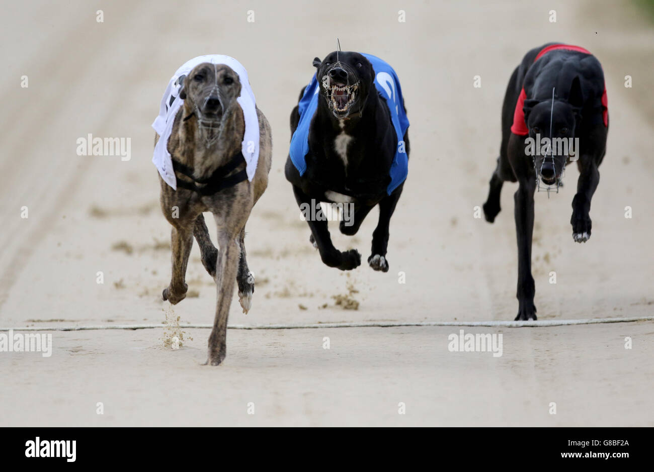 Greyhound racing sunderland greyhound stadium hi-res stock photography ...