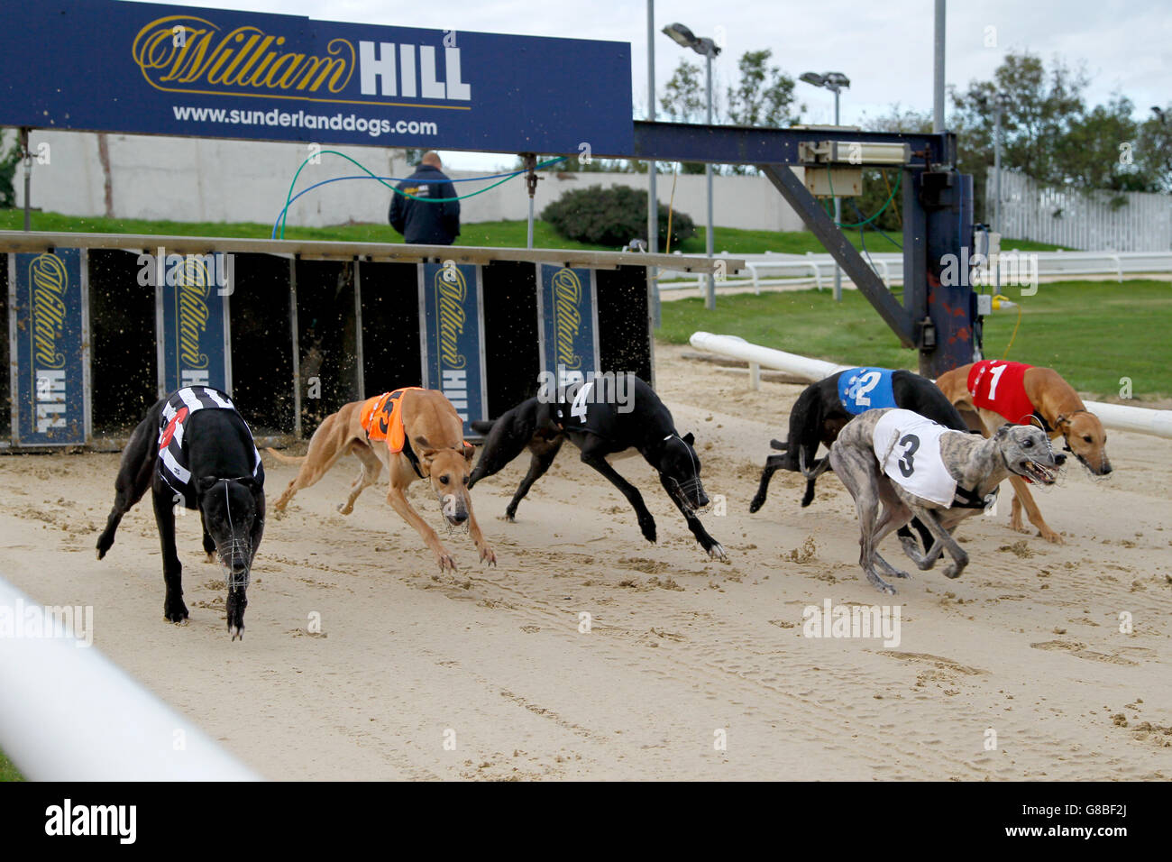 Greyhound Racing - Sunderland Greyhound Stadium. Battyford Tracey ...