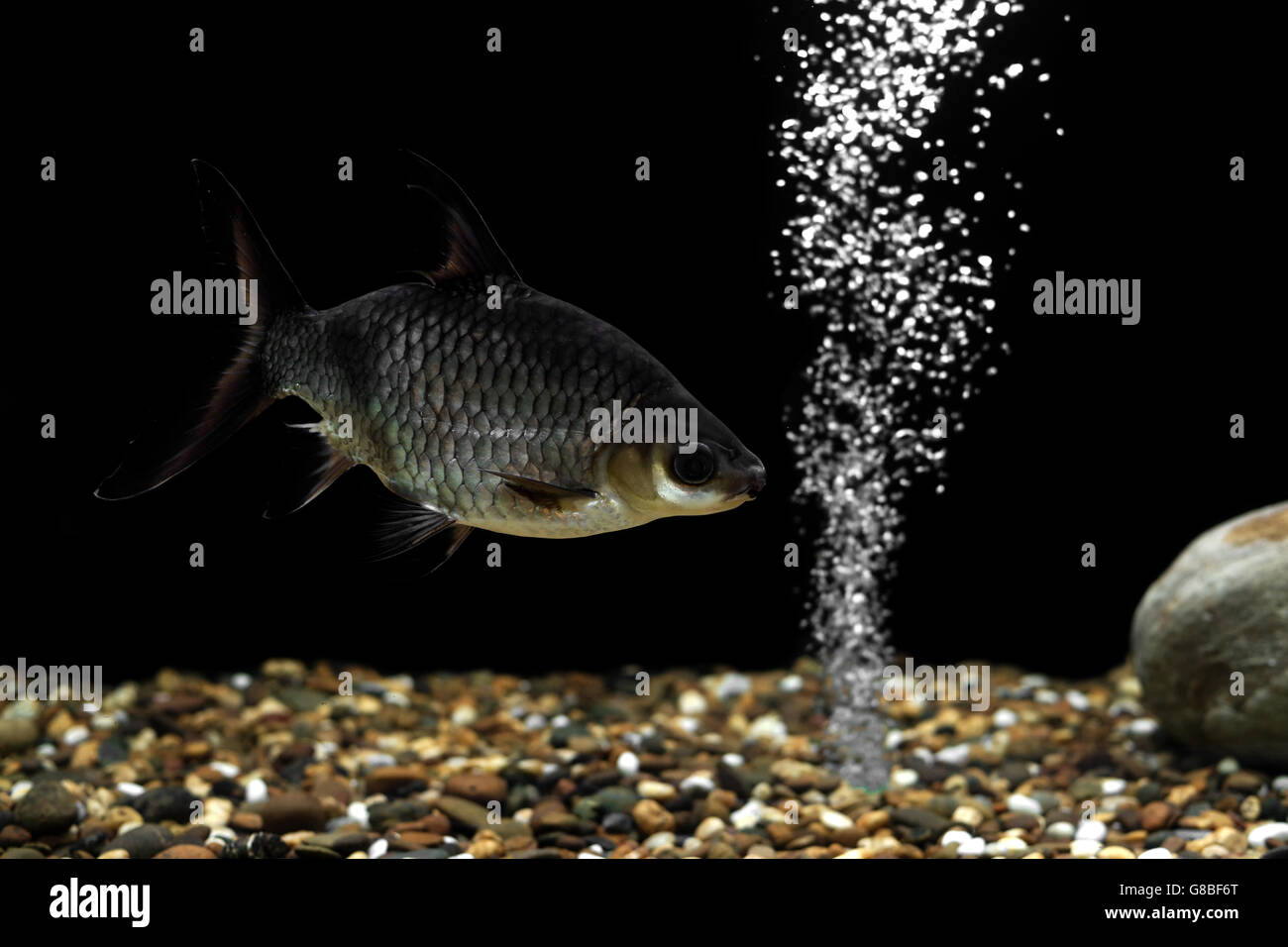 photo of carp fish in the aquarium Stock Photo - Alamy