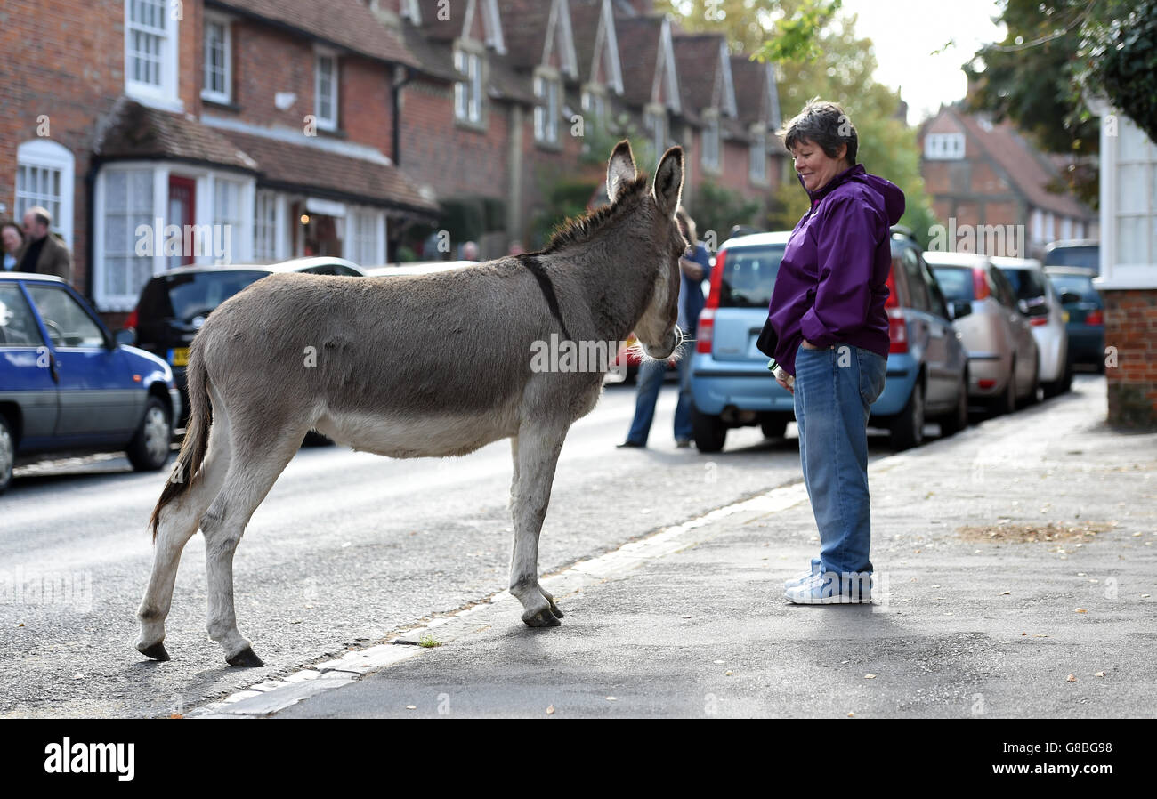 A Donkey makes it's way up the High Street in Beaulieu Village in the ...