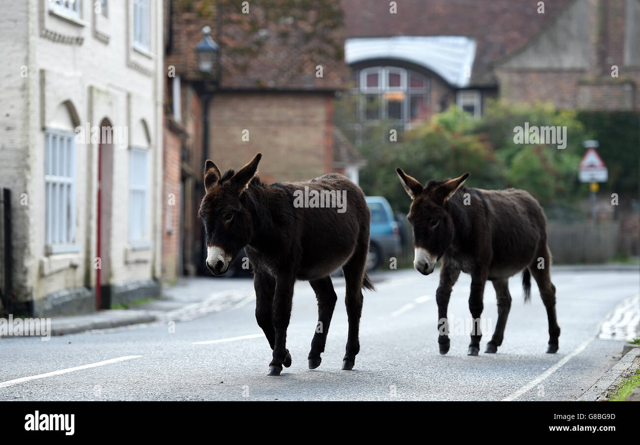 Main ampics hi-res stock photography and images - Alamy