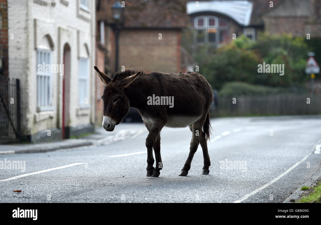 A Donkey makes it's way down the main road in Beaulieu Village in the ...