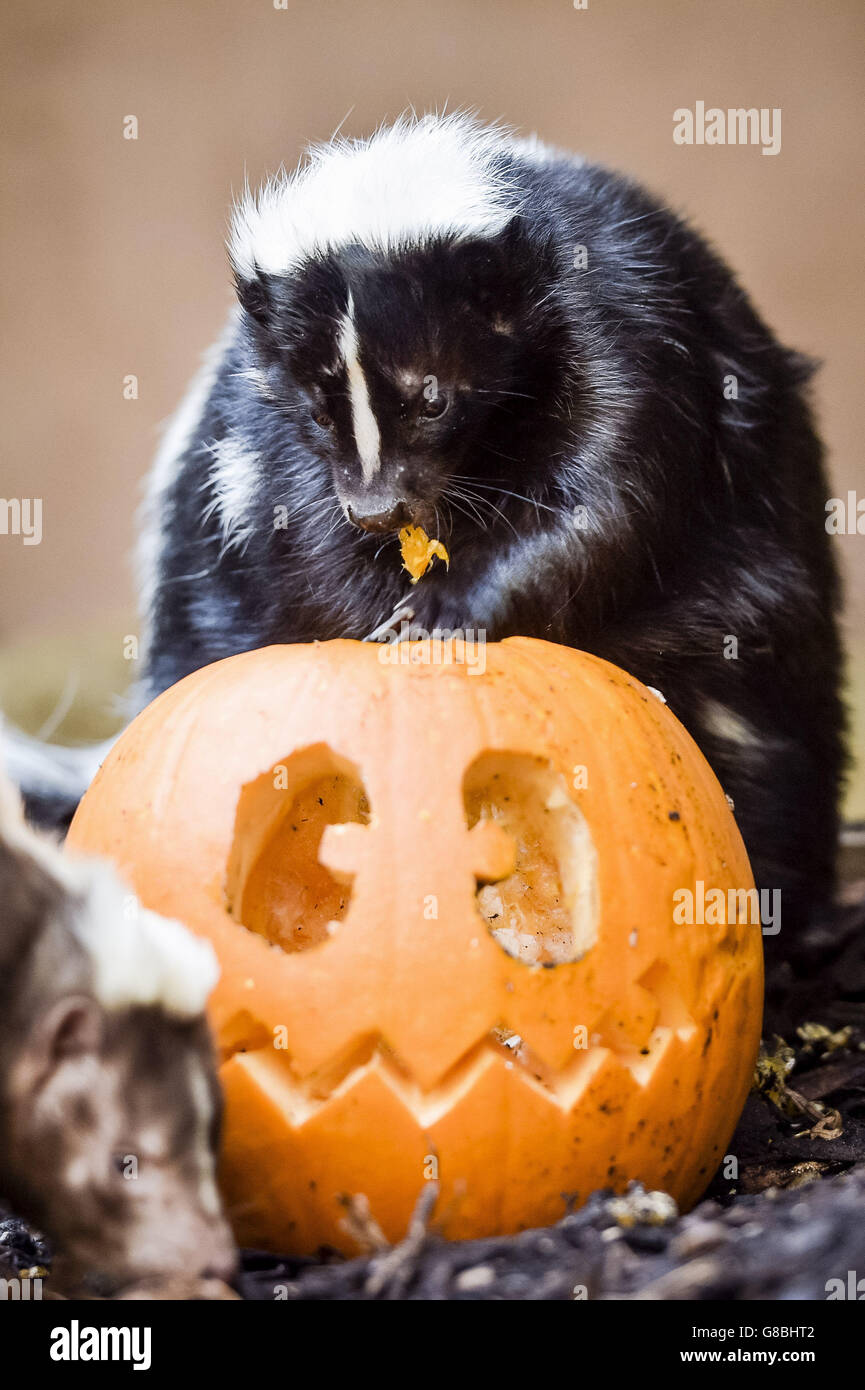 A two-year-old skunk called Rogue inspects a carved pumpkin in her ...