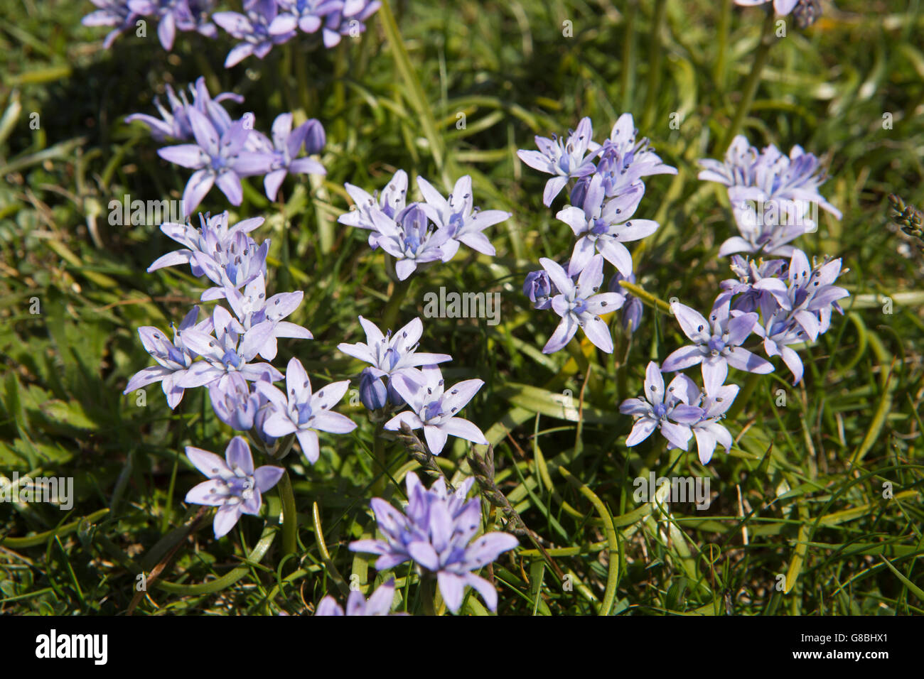UK, Wales, Ceredigion, Llangrannog, Wild flowers, small blue Spring ...