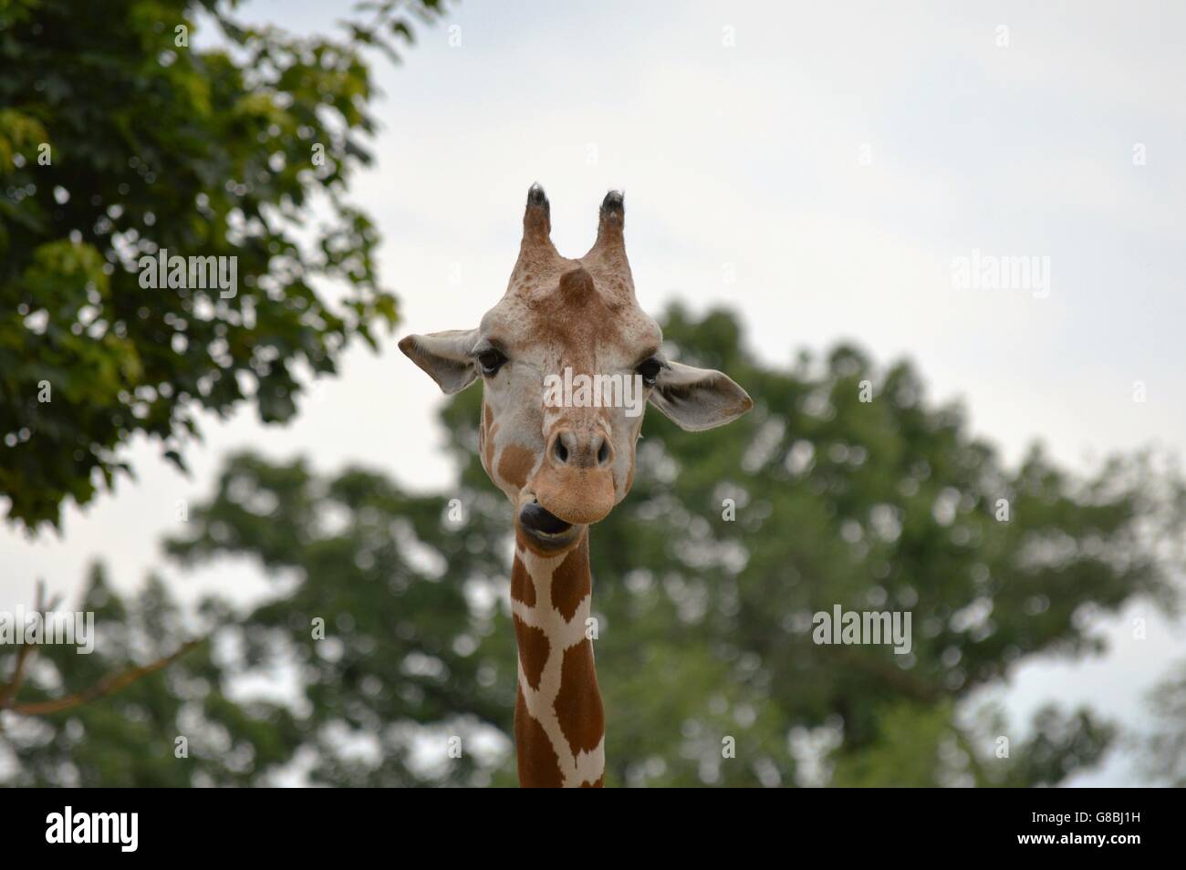Face of a giraffe Stock Photo - Alamy
