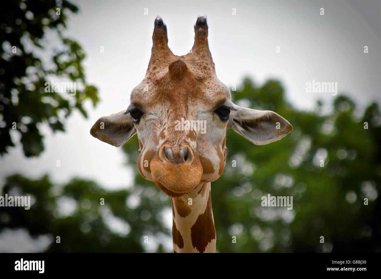 Face of a giraffe Stock Photo - Alamy