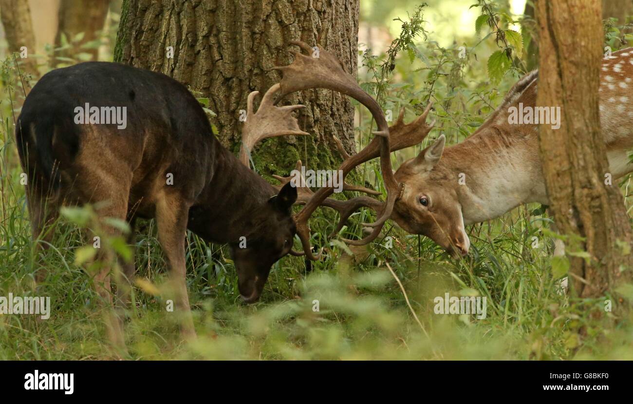 Fallow bucks rut in Phoenix Park, Dublin, as the rutting season begins ...