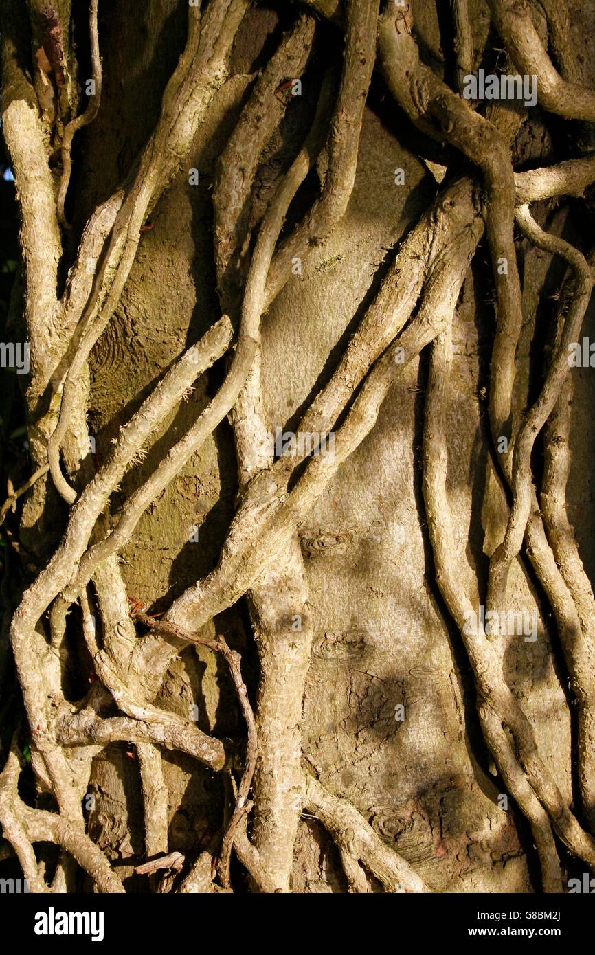 Vines around tree hi-res stock photography and images - Alamy