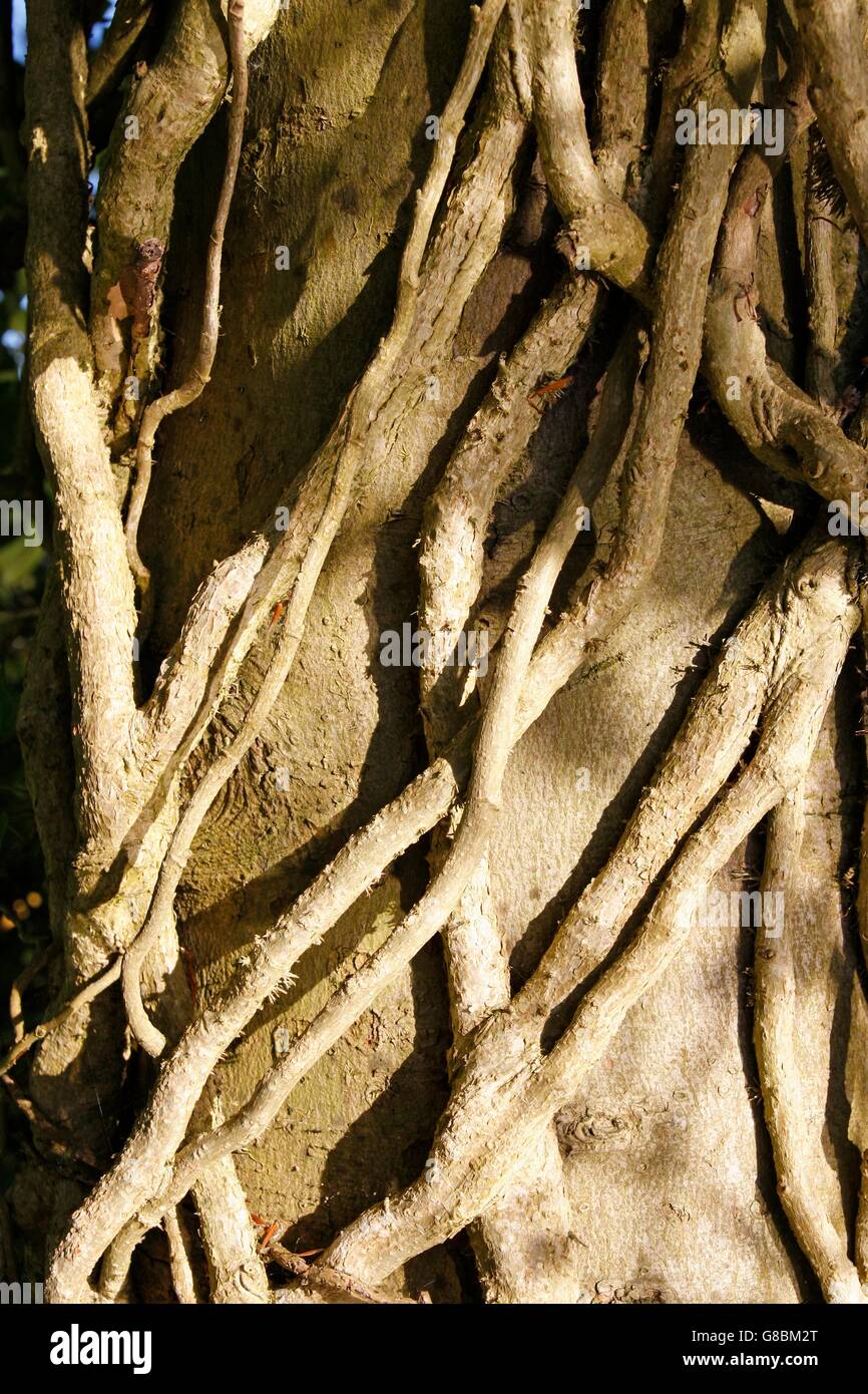 Vines growing around an old tree trunk Stock Photo - Alamy