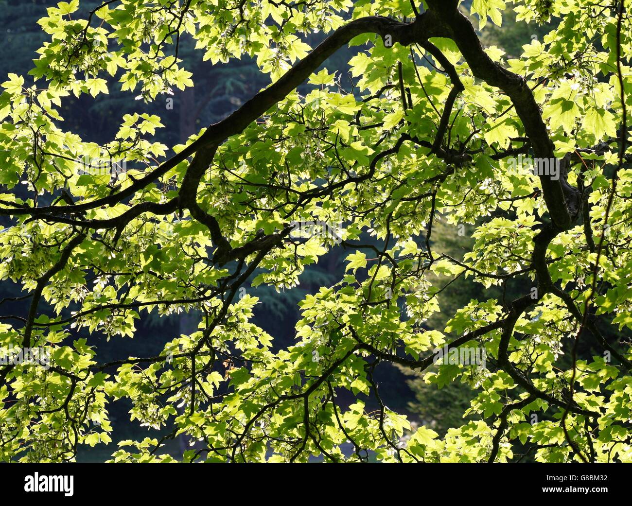 Tree leaves and branches, backlit by sunlight Stock Photo - Alamy
