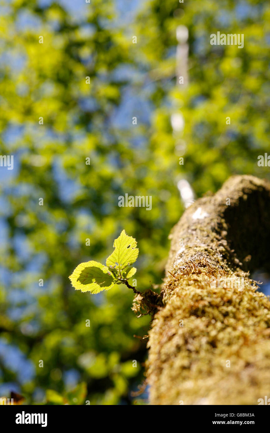 New growth of leaves hi-res stock photography and images - Alamy