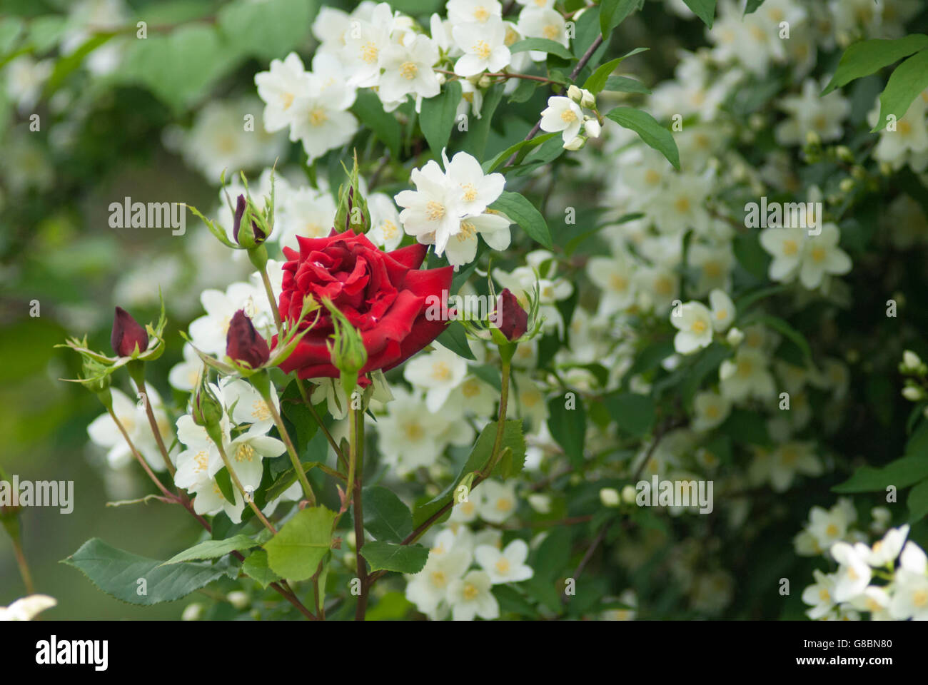 Red Rose and Mock Orange in English Garden Stock Photo - Alamy