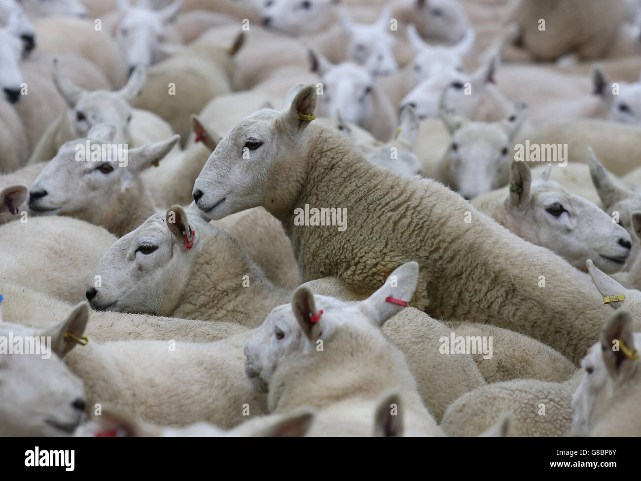 North Country Cheviot Ewes arrive by lorry at the United Auction Great ...