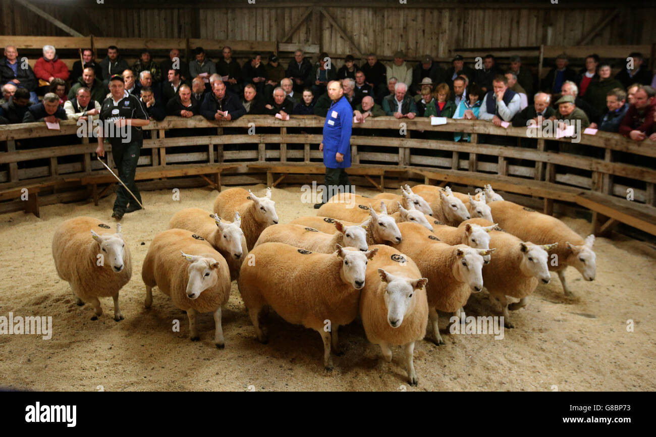 North Country Cheviot Ewes in the auction ring at the United Auction ...