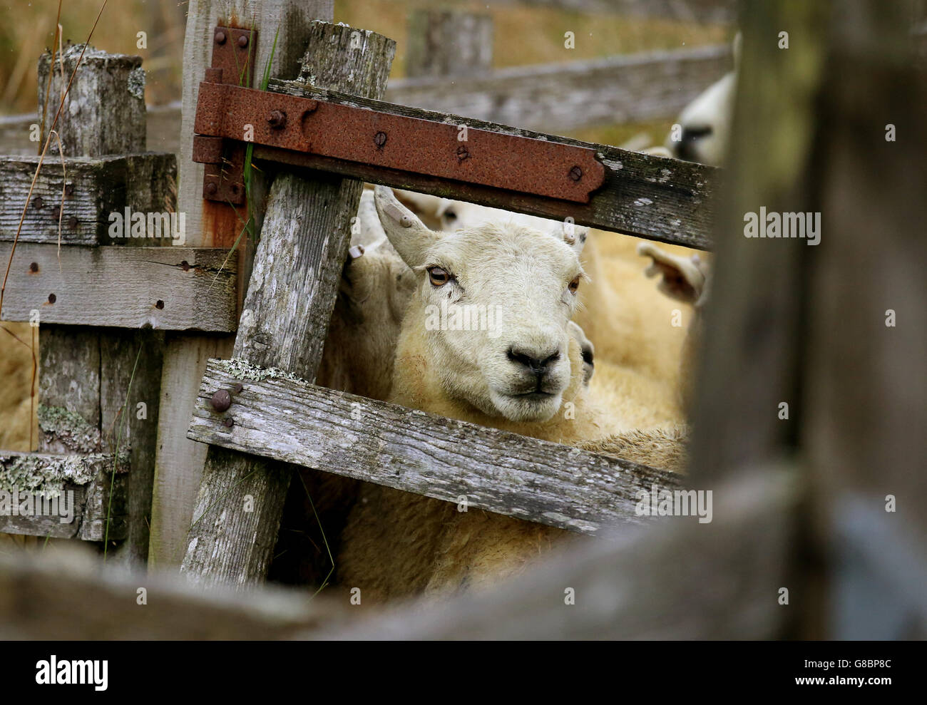 North country cheviot hi-res stock photography and images - Alamy