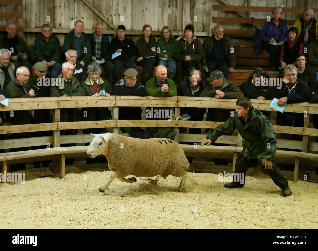 A Cheviot Ram in the auction ring during the United Auction Great ...