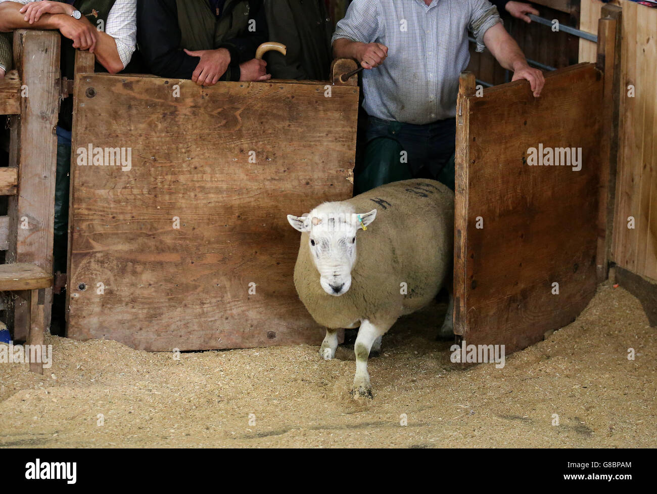 Ram Press High Resolution Stock Photography and Images - Alamy