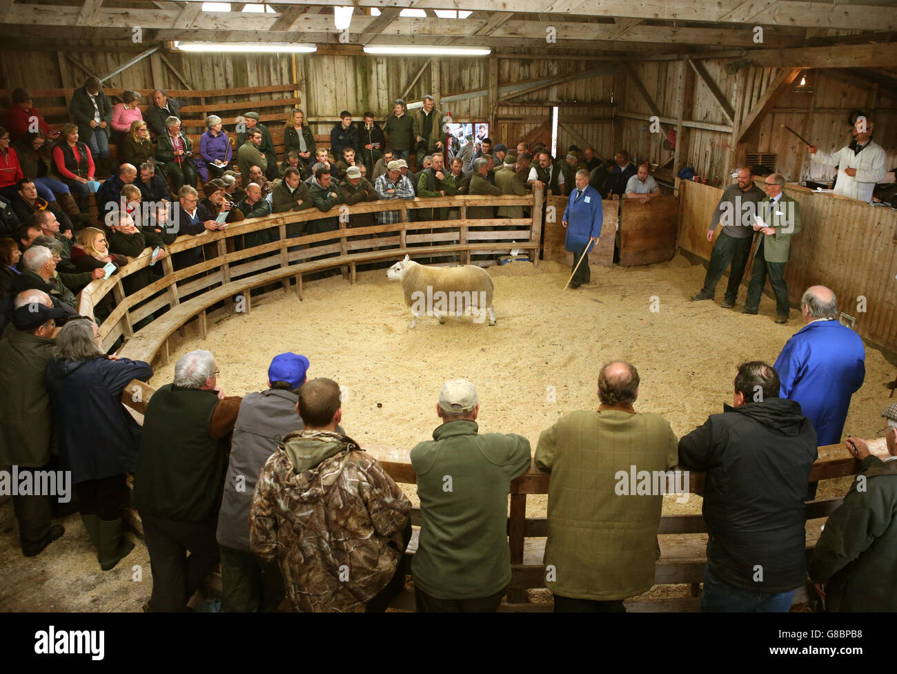 Farmers view a Cheviot Ram in the auction ring during the United ...