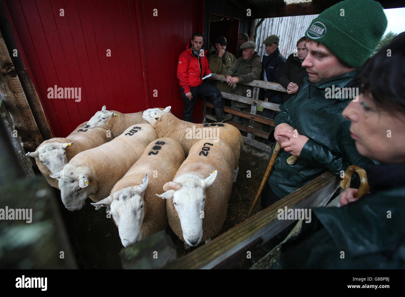 Sheep rings hi-res stock photography and images - Alamy